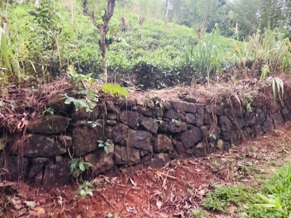 Tea Land for sale in Galle | Imaduwa in Imaduwa | House, Land, Property ...